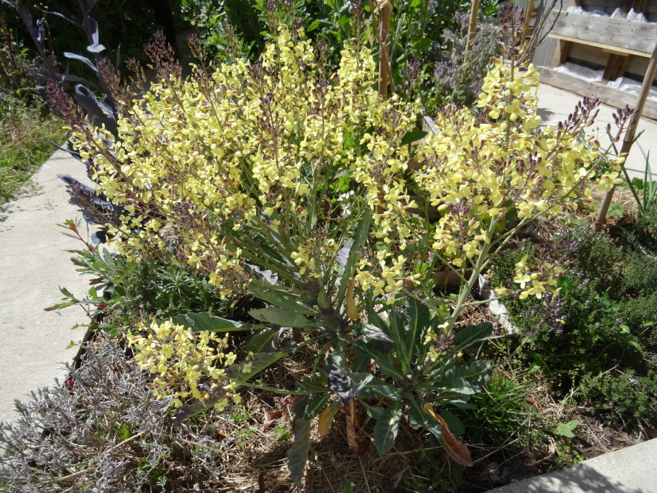 La méticuleuse – Libre Cueillette